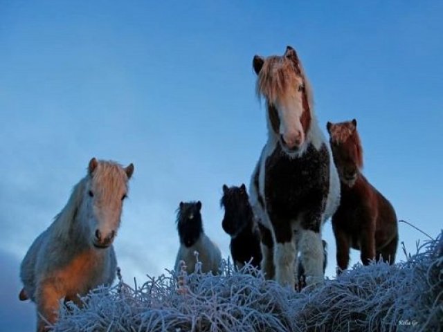 Sölusýning hrossa í Húnaþingi 29.september 2019 | Húnaþing vestra